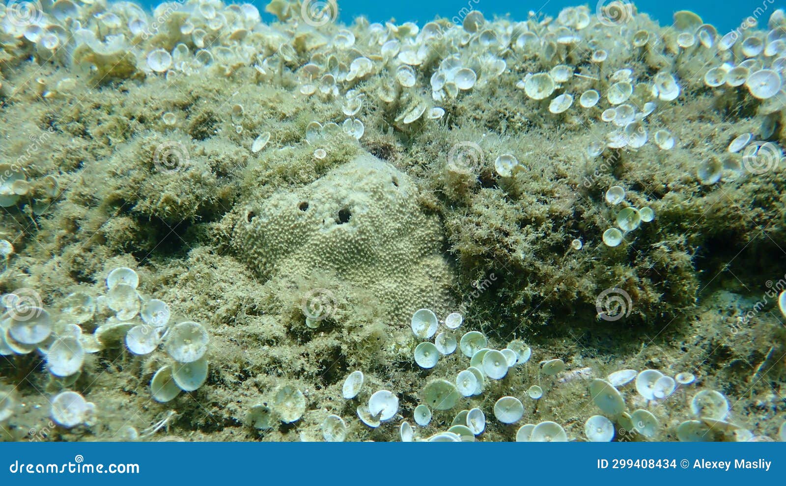 Variable Loggerhead Sponge (Ircinia Variabilis) Undersea, Aegean Sea ...