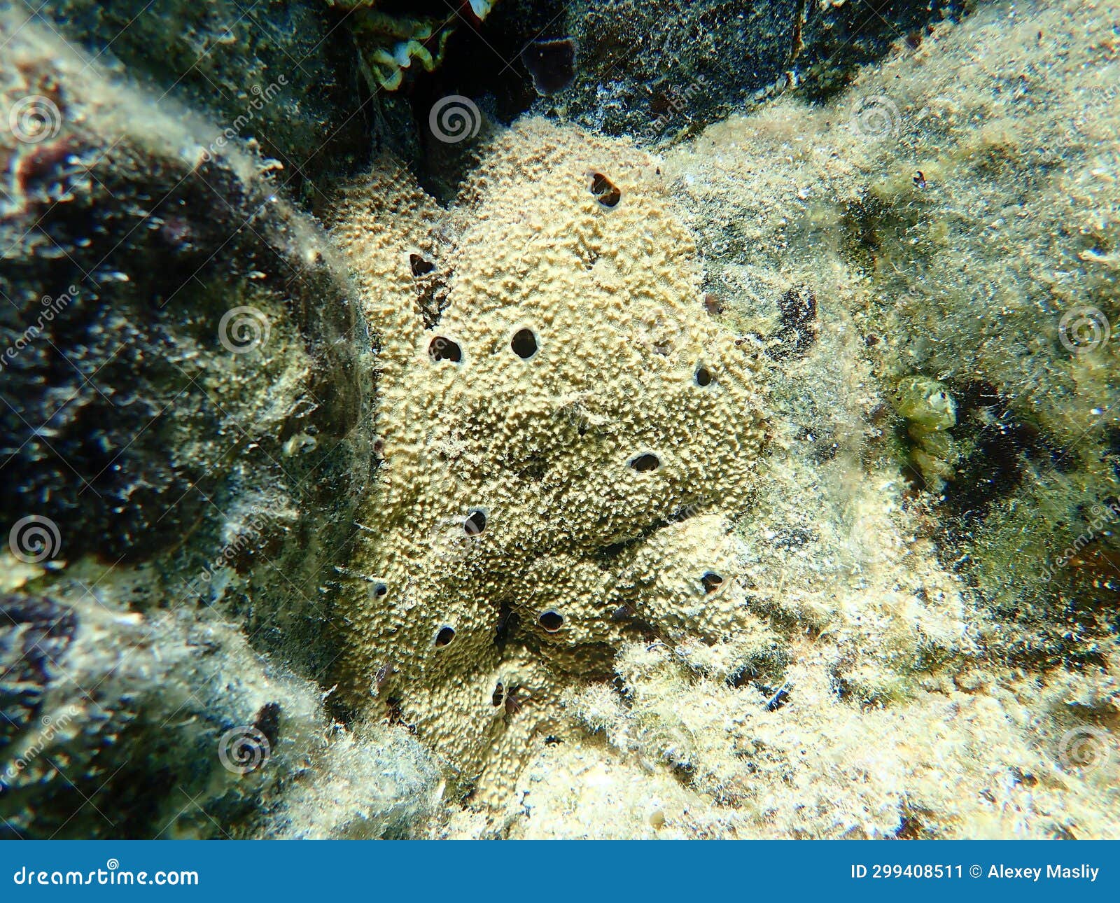 Variable Loggerhead Sponge (Ircinia Variabilis) Undersea, Aegean Sea ...