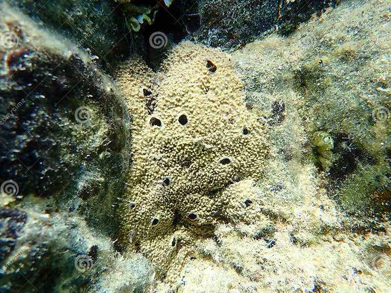 Variable Loggerhead Sponge (Ircinia Variabilis) Undersea, Aegean Sea ...