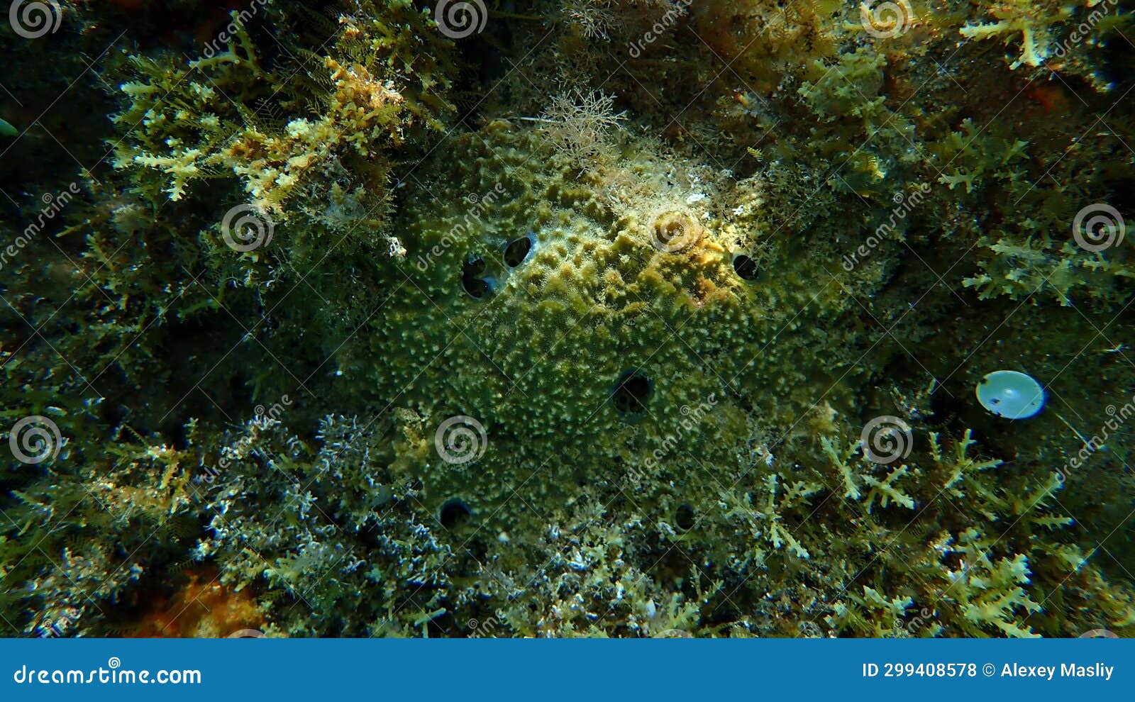 Variable Loggerhead Sponge (Ircinia Variabilis) Undersea, Aegean Sea ...