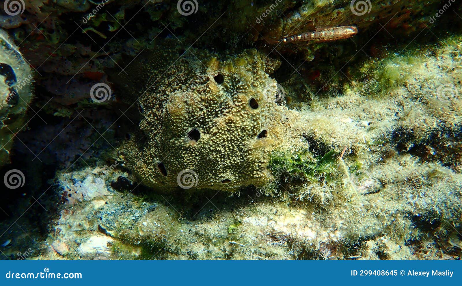Variable Loggerhead Sponge (Ircinia Variabilis) Undersea, Aegean Sea ...