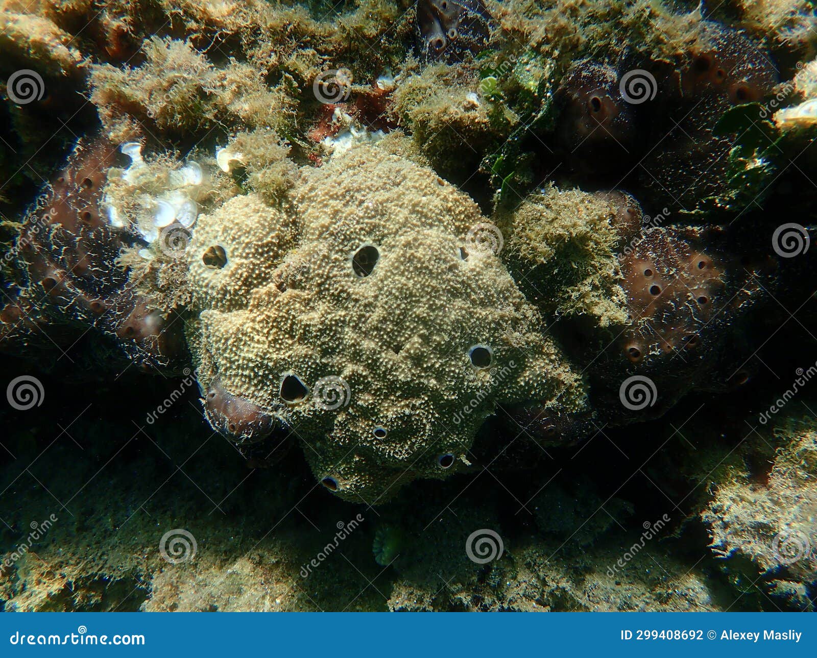 Variable Loggerhead Sponge (Ircinia Variabilis) Undersea, Aegean Sea ...