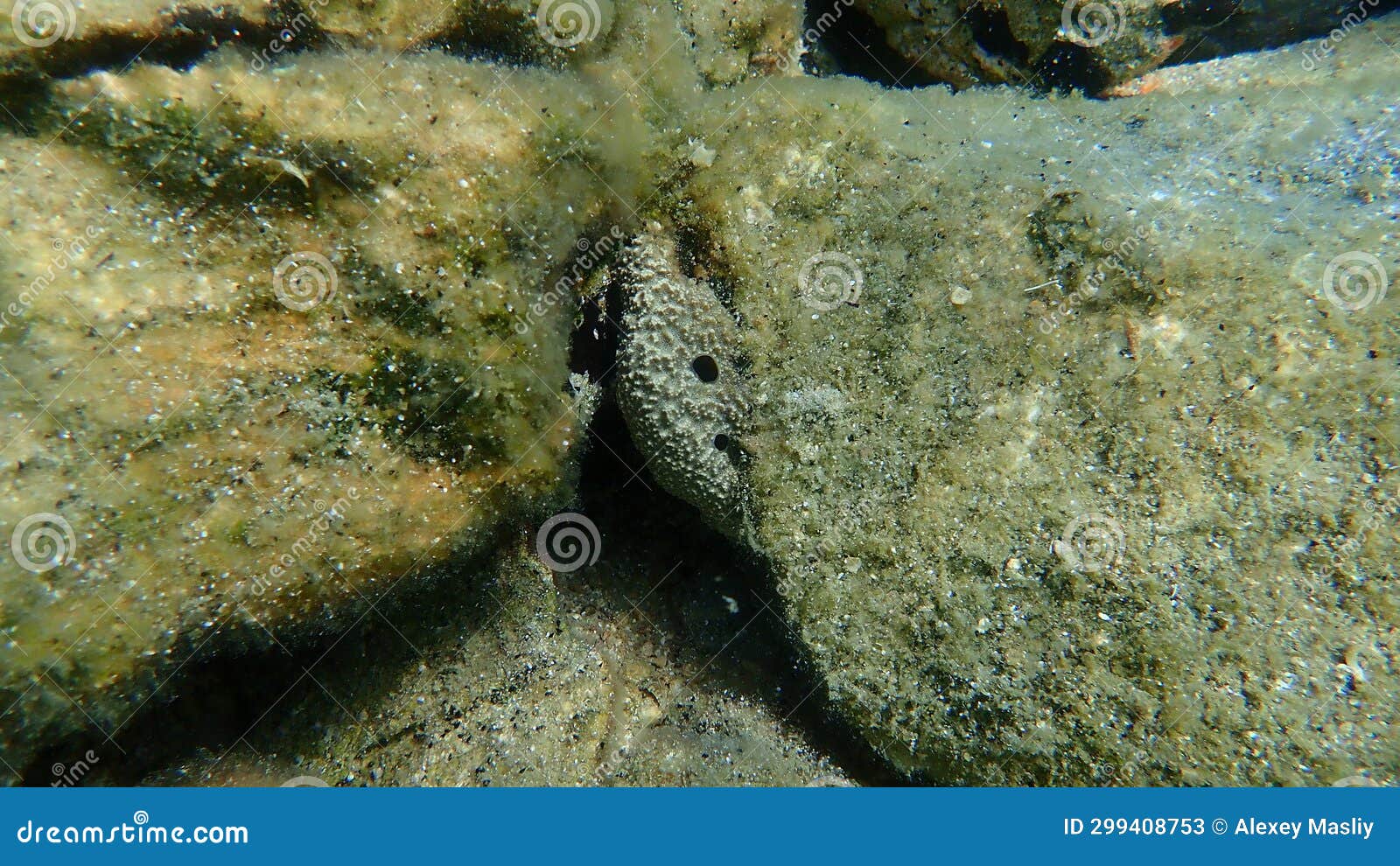 Variable Loggerhead Sponge (Ircinia Variabilis) Undersea, Aegean Sea ...