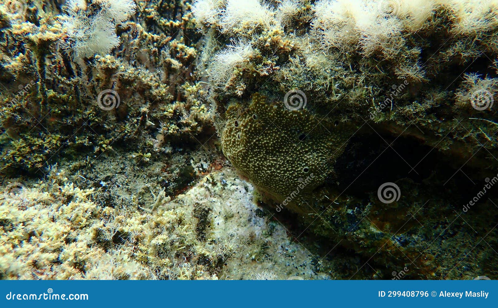 Variable Loggerhead Sponge (Ircinia Variabilis) Undersea, Aegean Sea ...