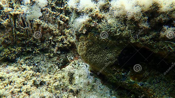 Variable Loggerhead Sponge (Ircinia Variabilis) Undersea, Aegean Sea ...