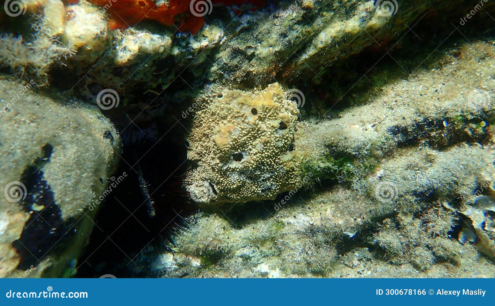 Variable Loggerhead Sponge (Ircinia Variabilis) Undersea, Aegean Sea ...