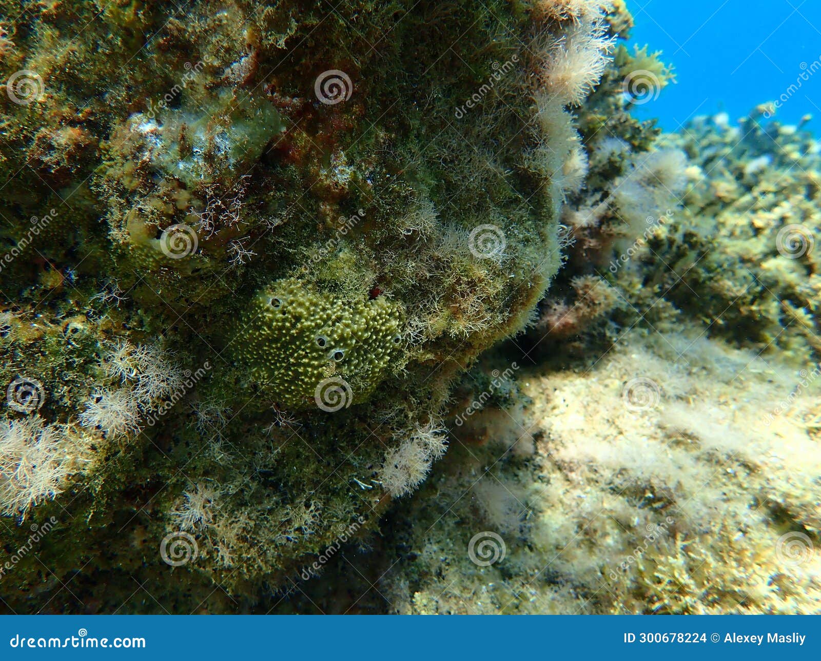 Variable Loggerhead Sponge (Ircinia Variabilis) Undersea, Aegean Sea ...