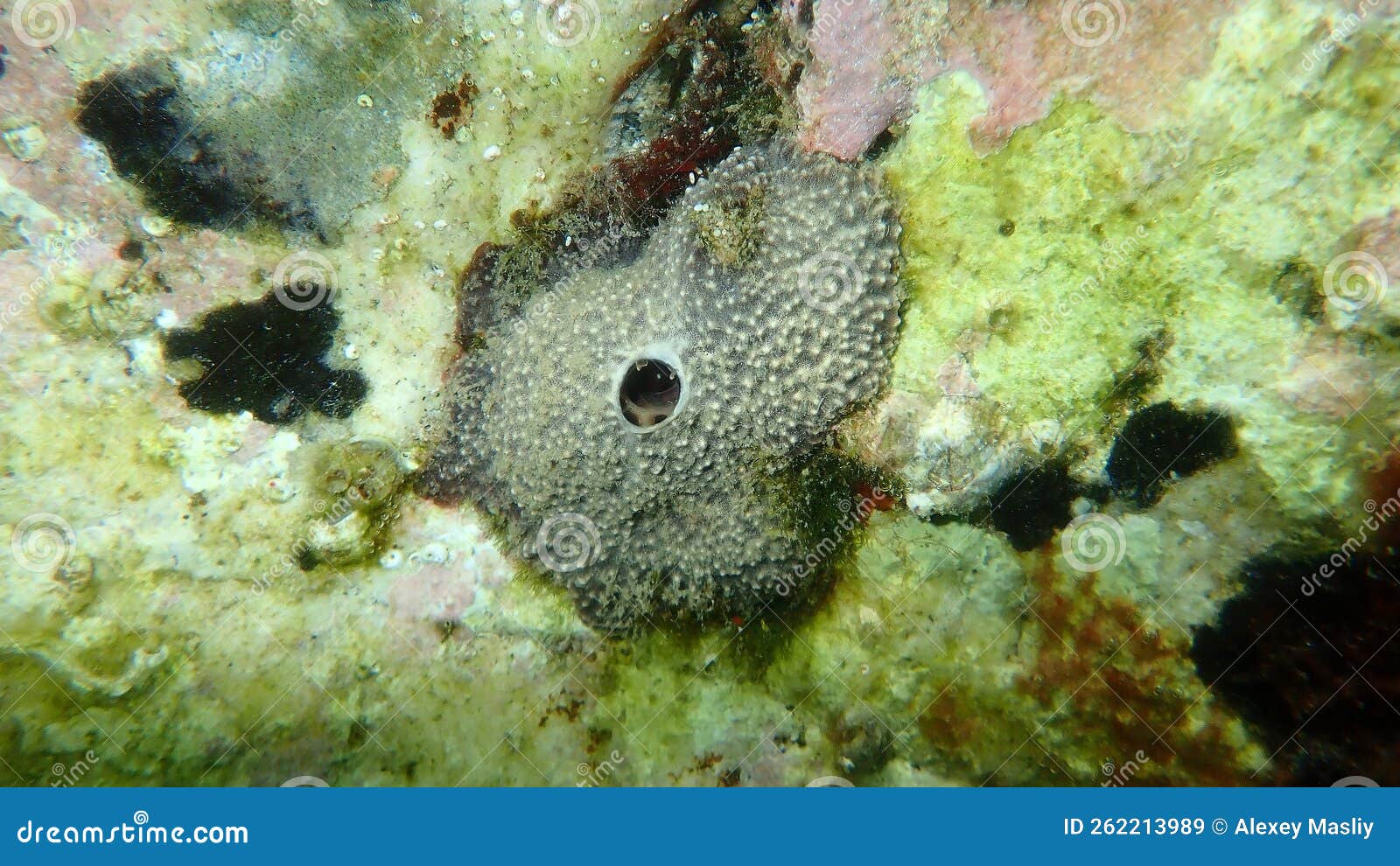 Variable Loggerhead Sponge (Ircinia Variabilis) Undersea, Aegean Sea ...
