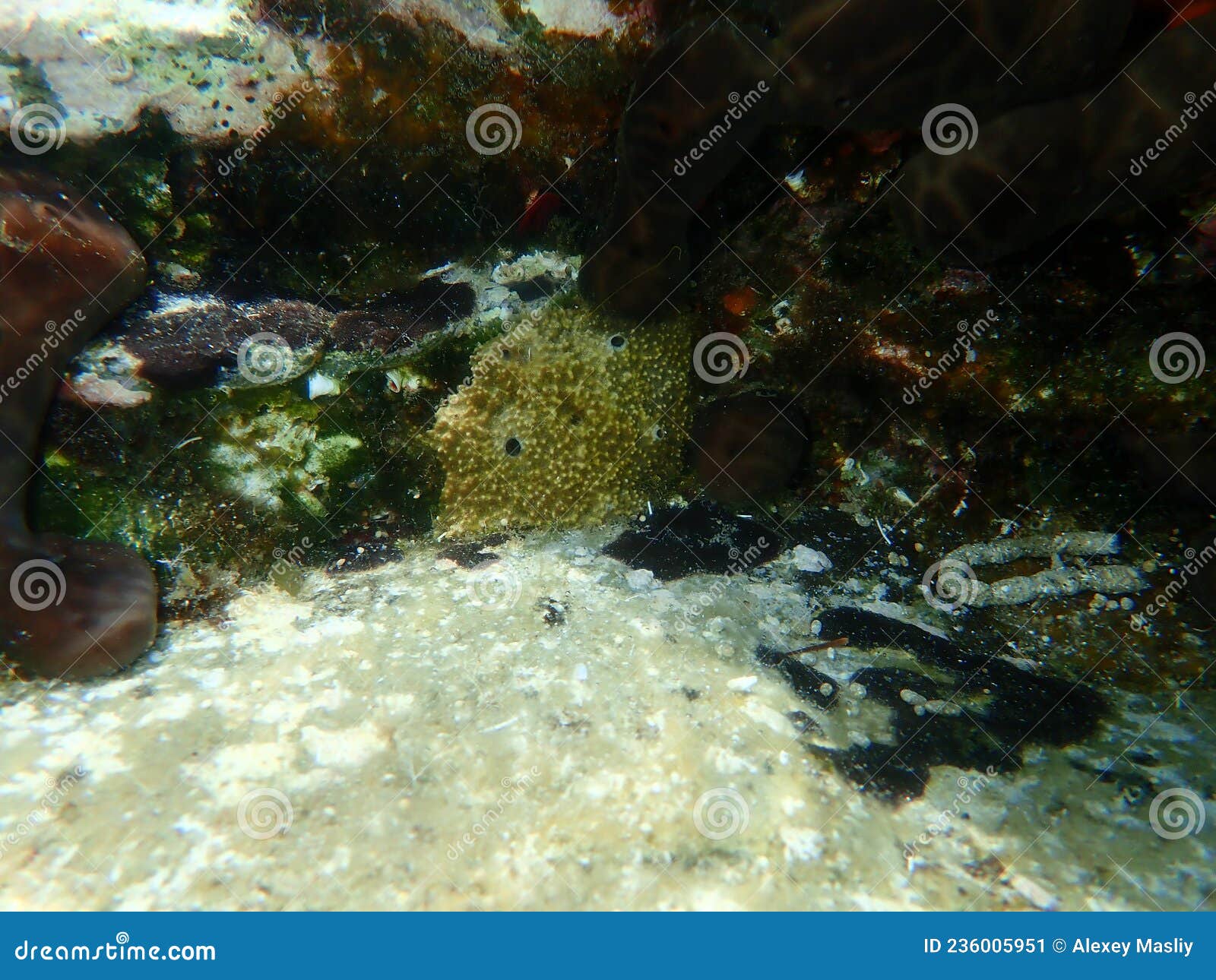 Variable Loggerhead Sponge Ircinia Variabilis Undersea, Aegean Sea ...