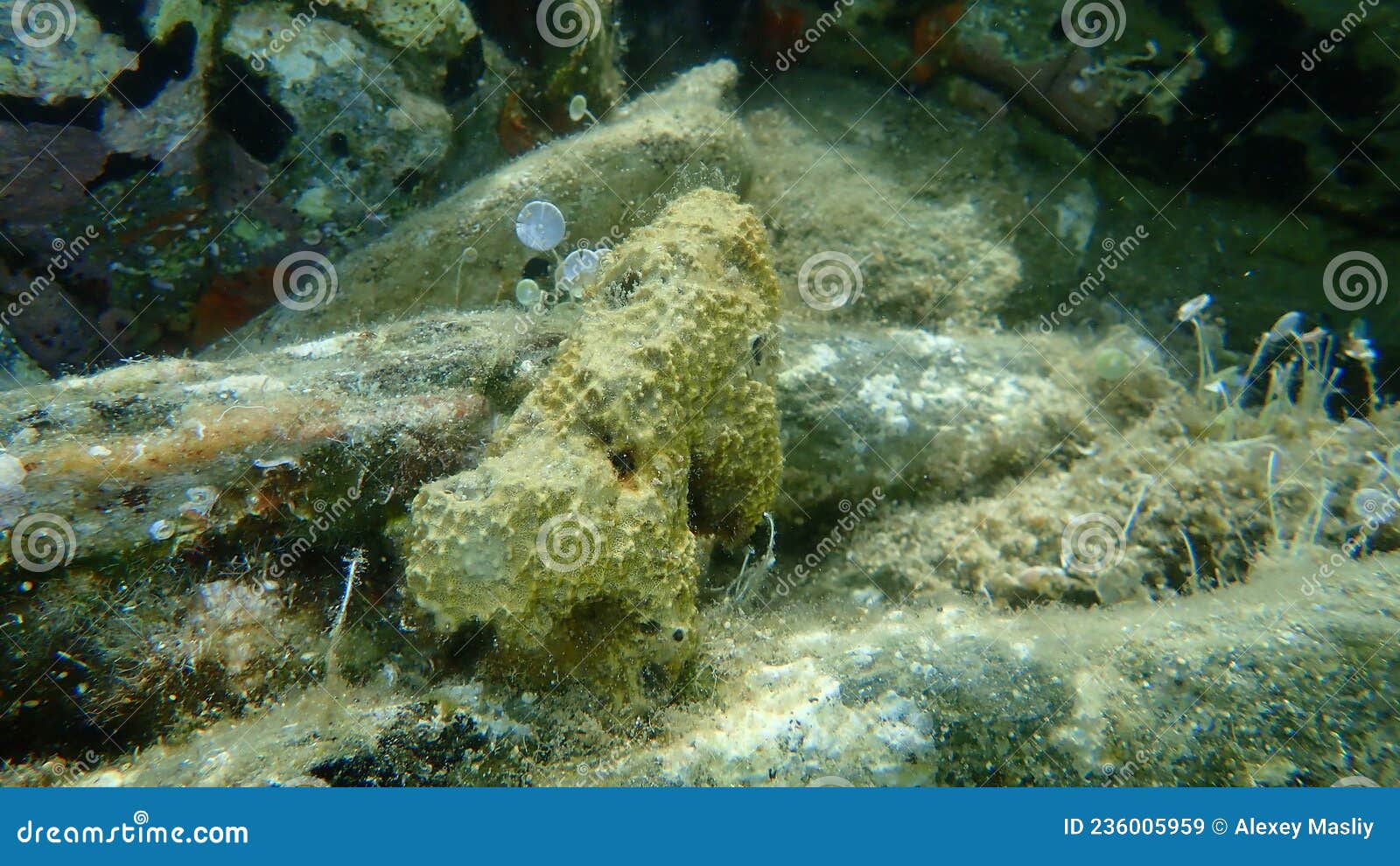 Variable Loggerhead Sponge Ircinia Variabilis Undersea, Aegean Sea ...