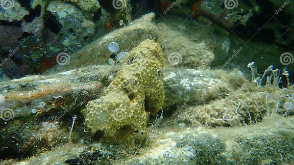 Variable Loggerhead Sponge Ircinia Variabilis Undersea, Aegean Sea ...