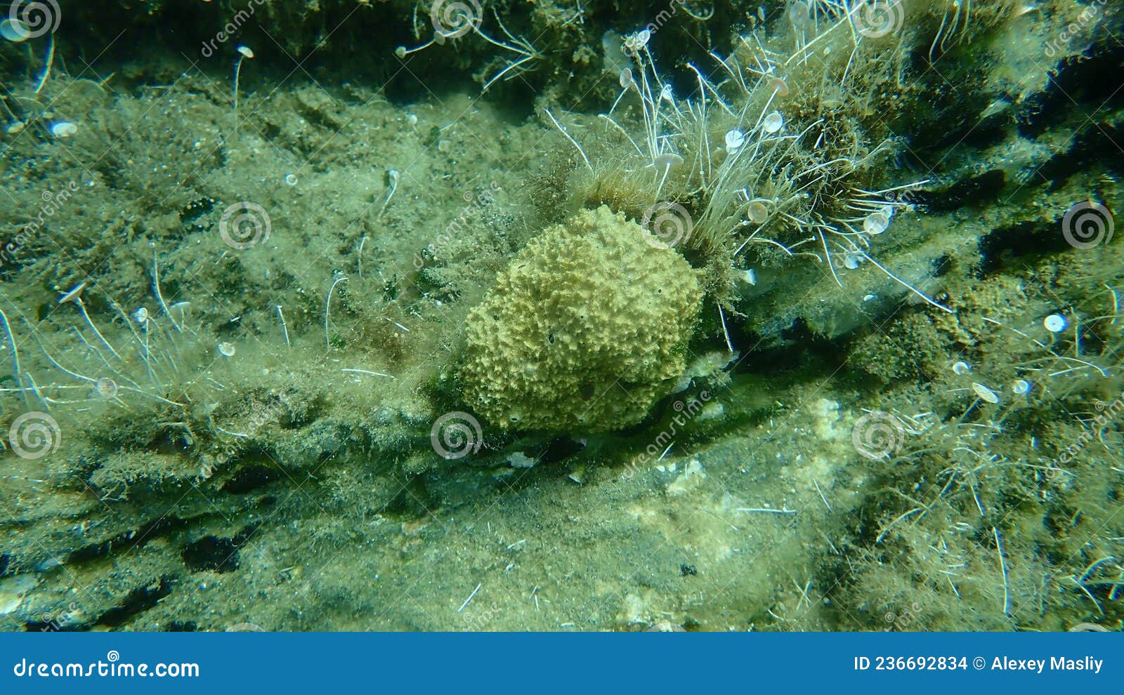 Variable Loggerhead Sponge Ircinia Variabilis Undersea, Aegean Sea ...