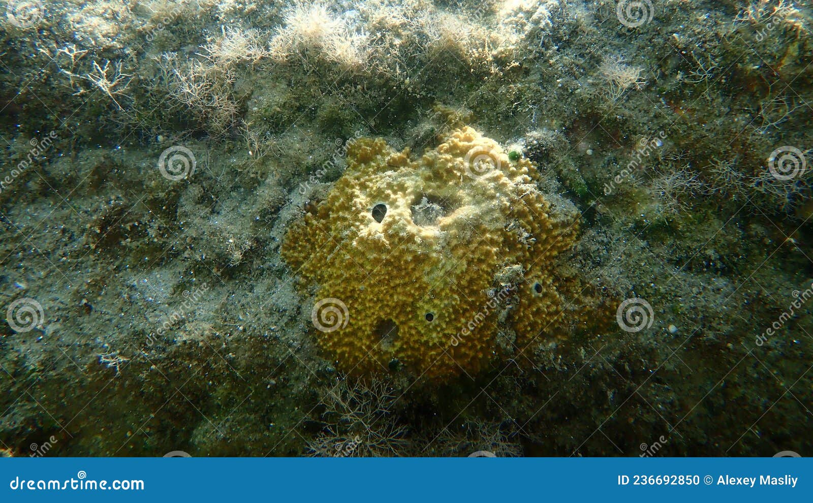 Variable Loggerhead Sponge Ircinia Variabilis Undersea, Aegean Sea ...