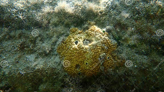 Variable Loggerhead Sponge Ircinia Variabilis Undersea, Aegean Sea ...