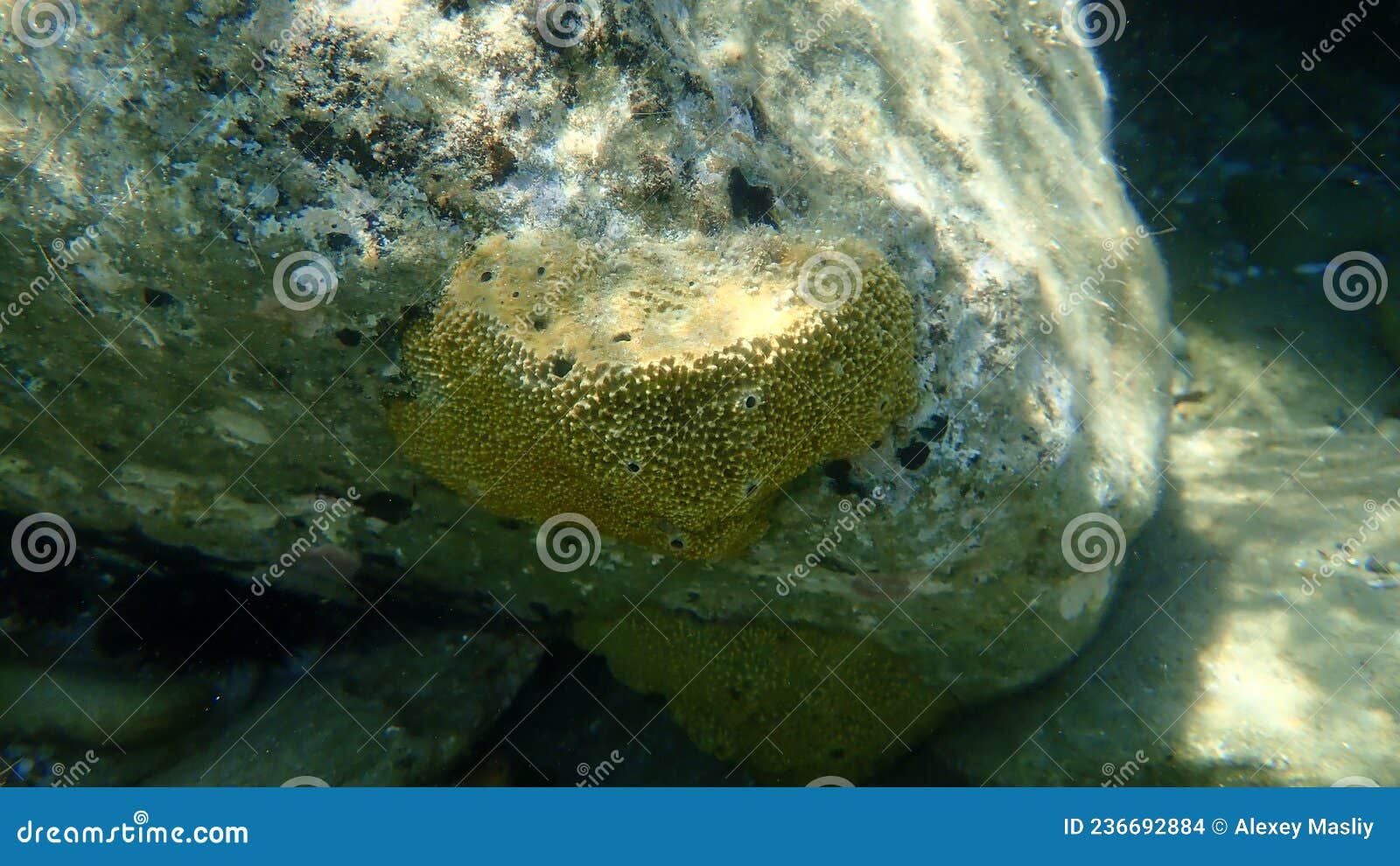 Variable Loggerhead Sponge Ircinia Variabilis Undersea, Aegean Sea ...