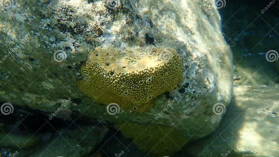 Variable Loggerhead Sponge Ircinia Variabilis Undersea, Aegean Sea ...
