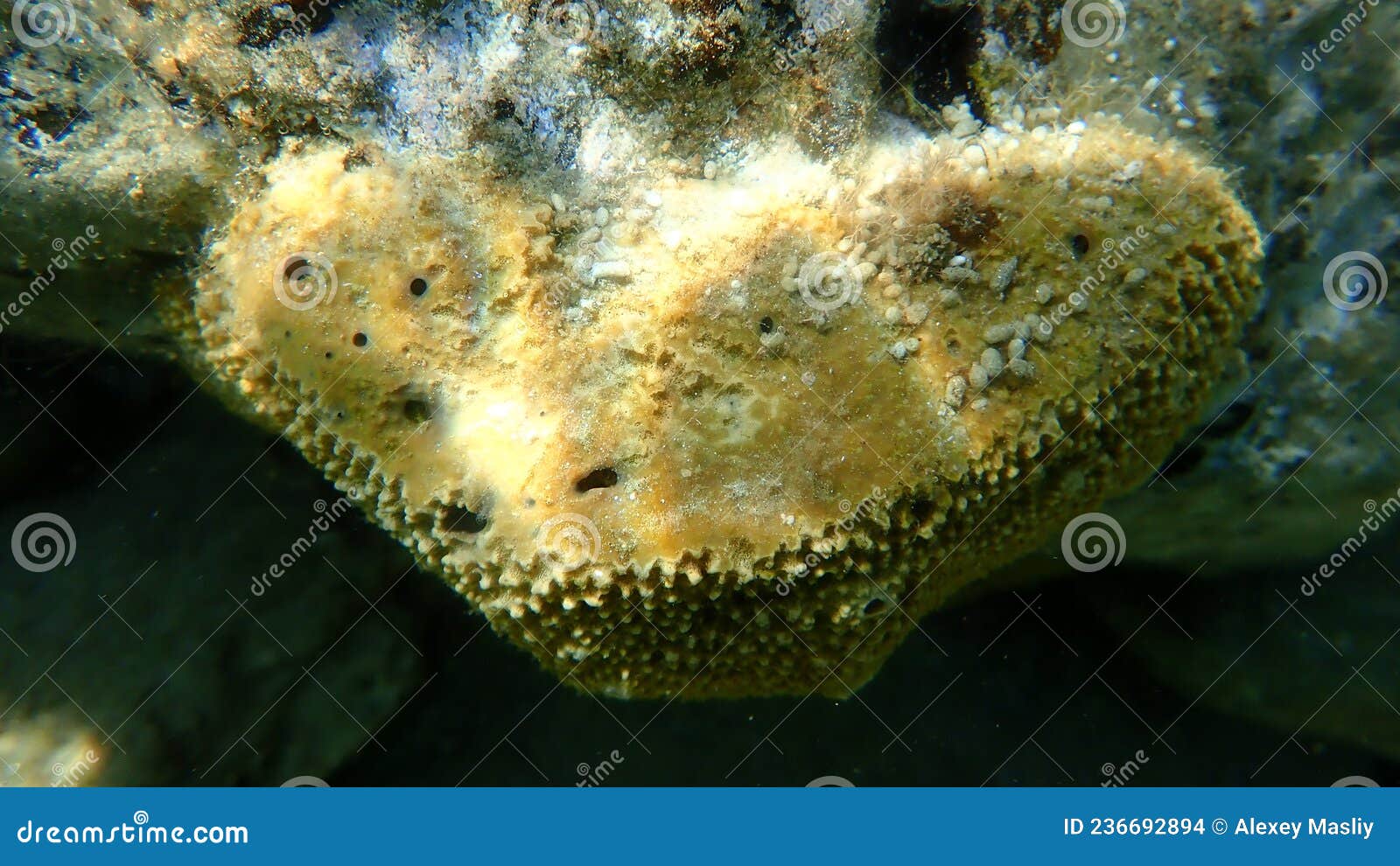 Variable Loggerhead Sponge Ircinia Variabilis Undersea, Aegean Sea ...