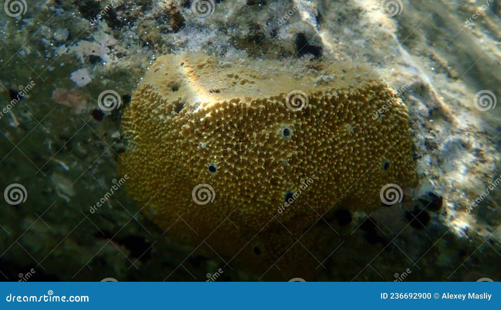 Variable Loggerhead Sponge Ircinia Variabilis Undersea, Aegean Sea ...