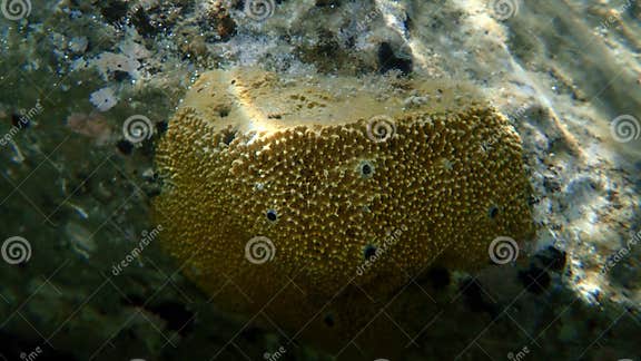 Variable Loggerhead Sponge Ircinia Variabilis Undersea, Aegean Sea ...