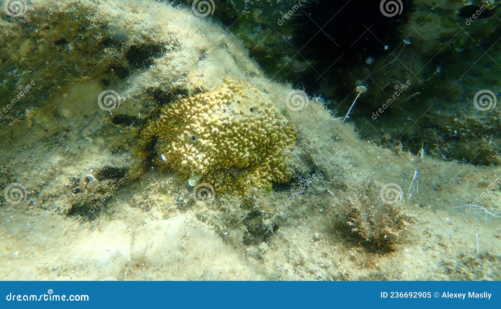Variable Loggerhead Sponge Ircinia Variabilis Undersea, Aegean Sea ...