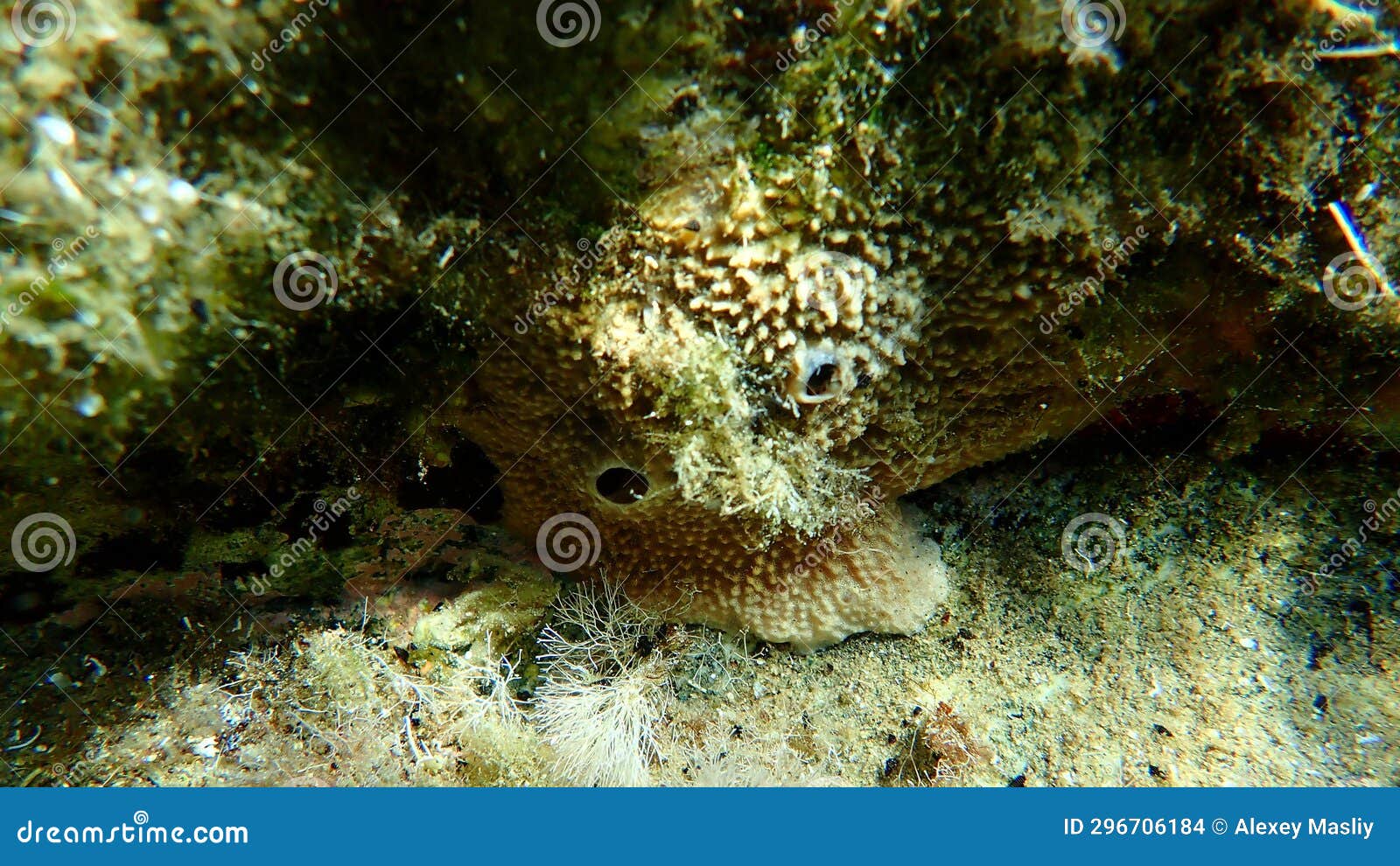 Variable Loggerhead Sponge (Ircinia Variabilis) Undersea, Aegean Sea ...