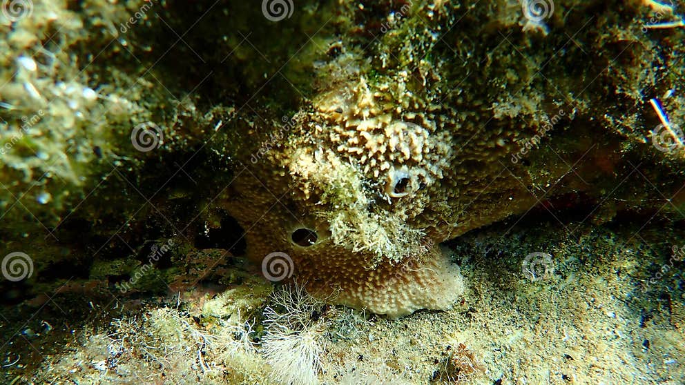 Variable Loggerhead Sponge (Ircinia Variabilis) Undersea, Aegean Sea ...