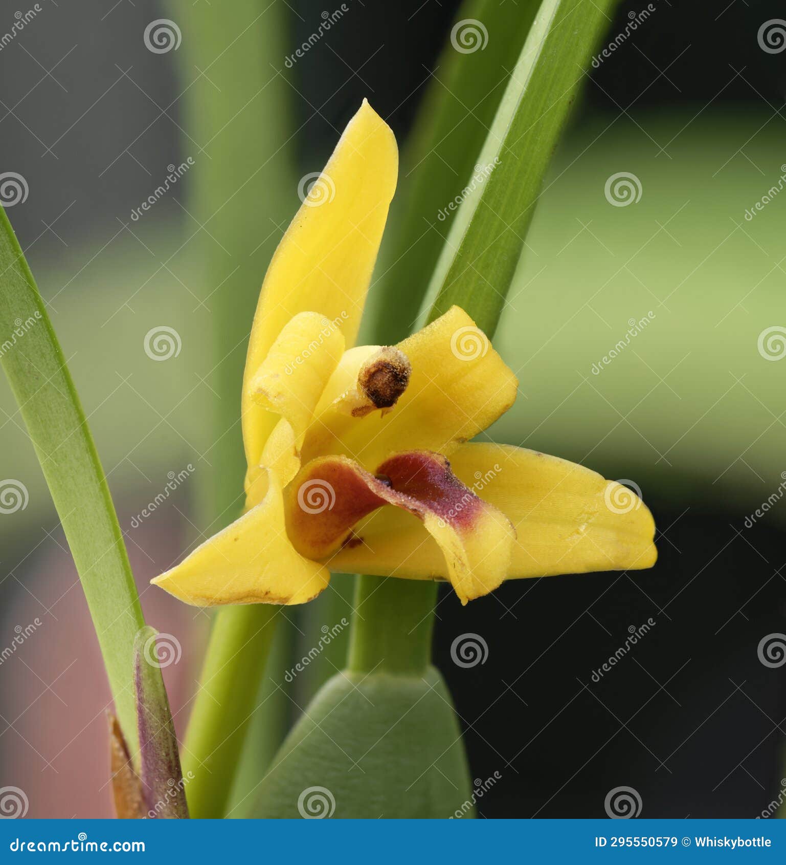 Variable Maxillaria Orchid Flower Stock Image - Image of plant ...