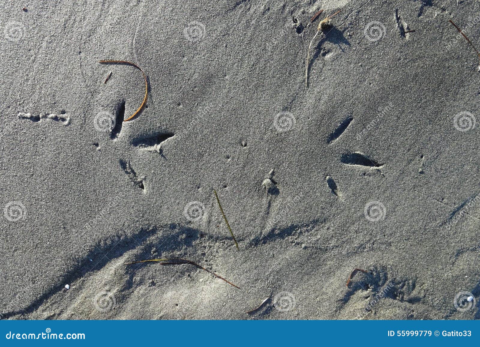 Variable Oystercatcher Tracks Stock Image - Image of zealand ...