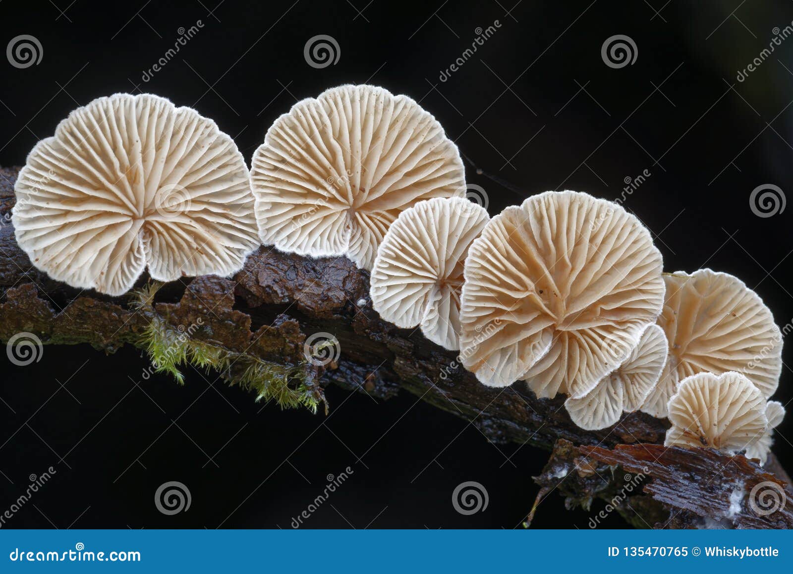 Variable Oysterling fungus stock image. Image of toadstool - 135470765
