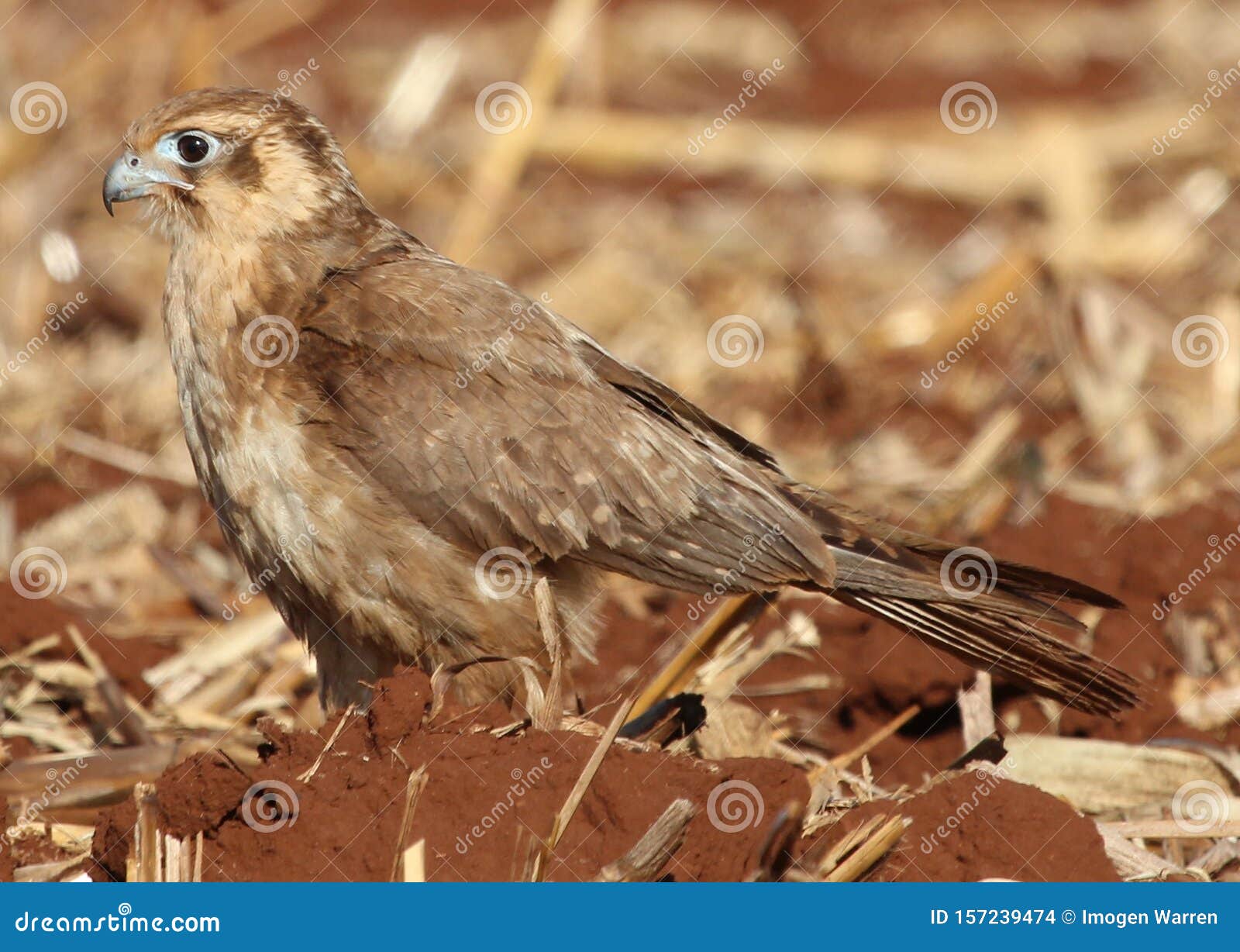 Brown Falcon in Australia stock photo. Image of feather - 157239474