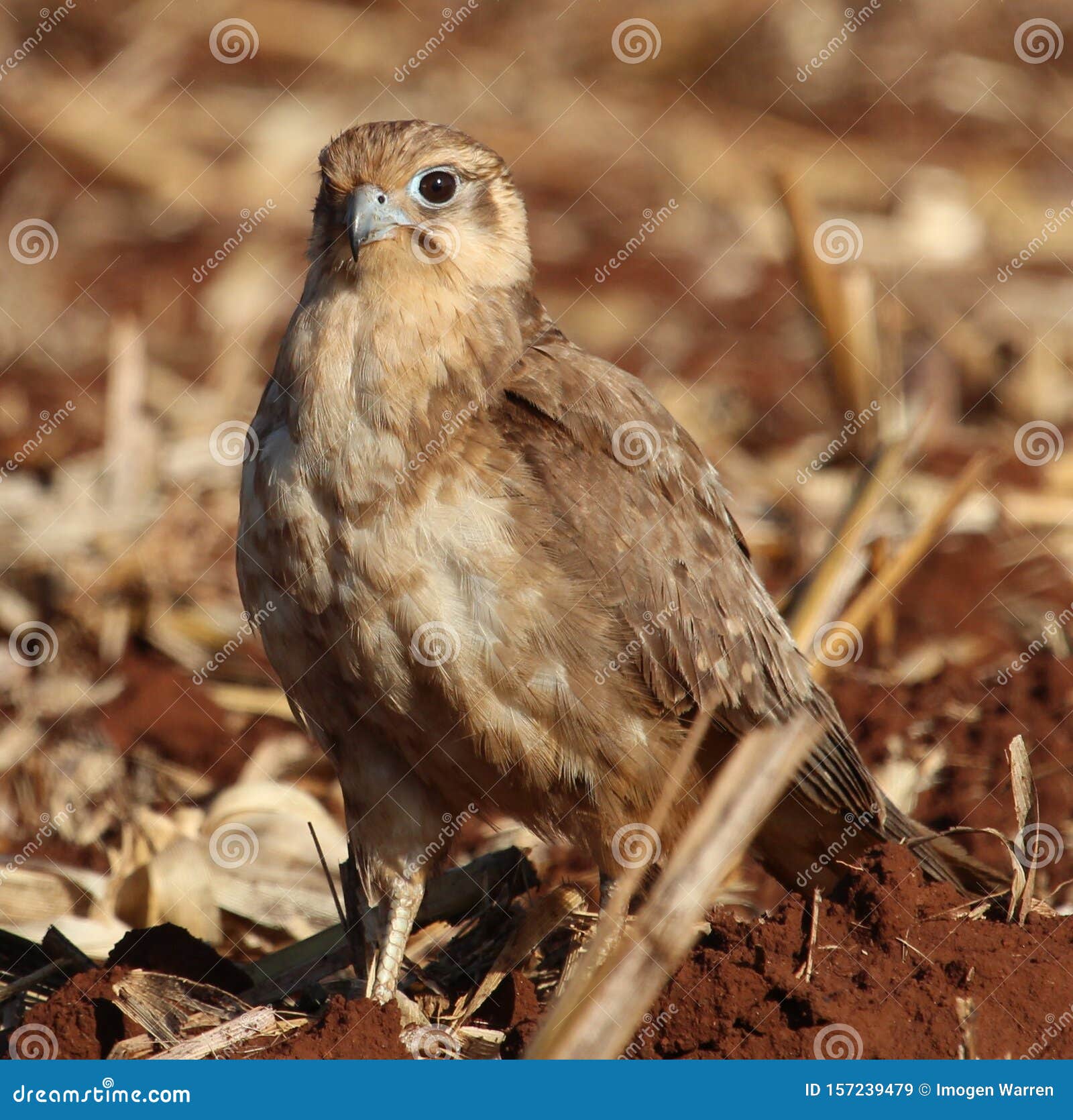 Brown Falcon in Australia stock image. Image of avian - 157239479
