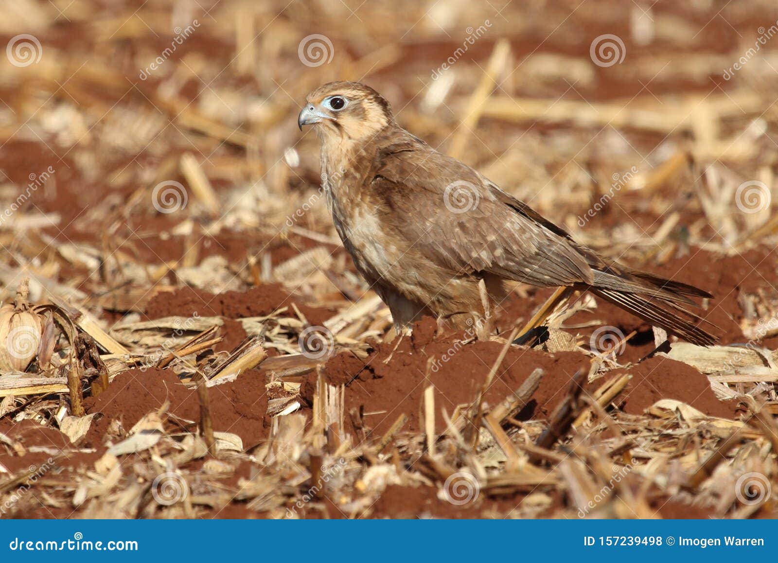 Brown Falcon in Australia stock photo. Image of endangered - 157239498