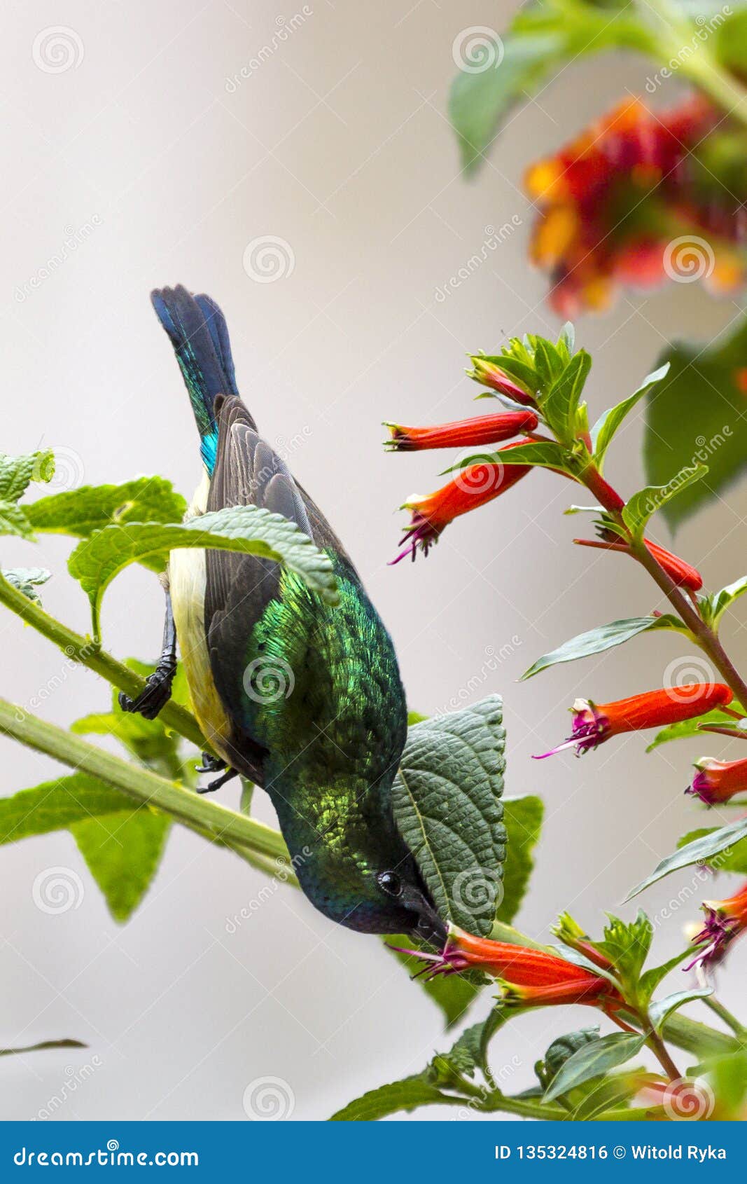 Variable Sunbird, Cinnyris Venustus, Female Standing In Nest, Kenya ...