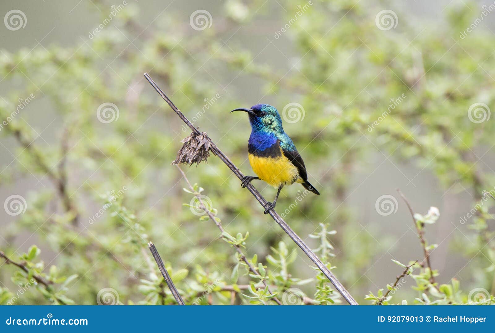 Variable Sunbird Cinnyris Venustus Perched on a Branch Stock Image ...
