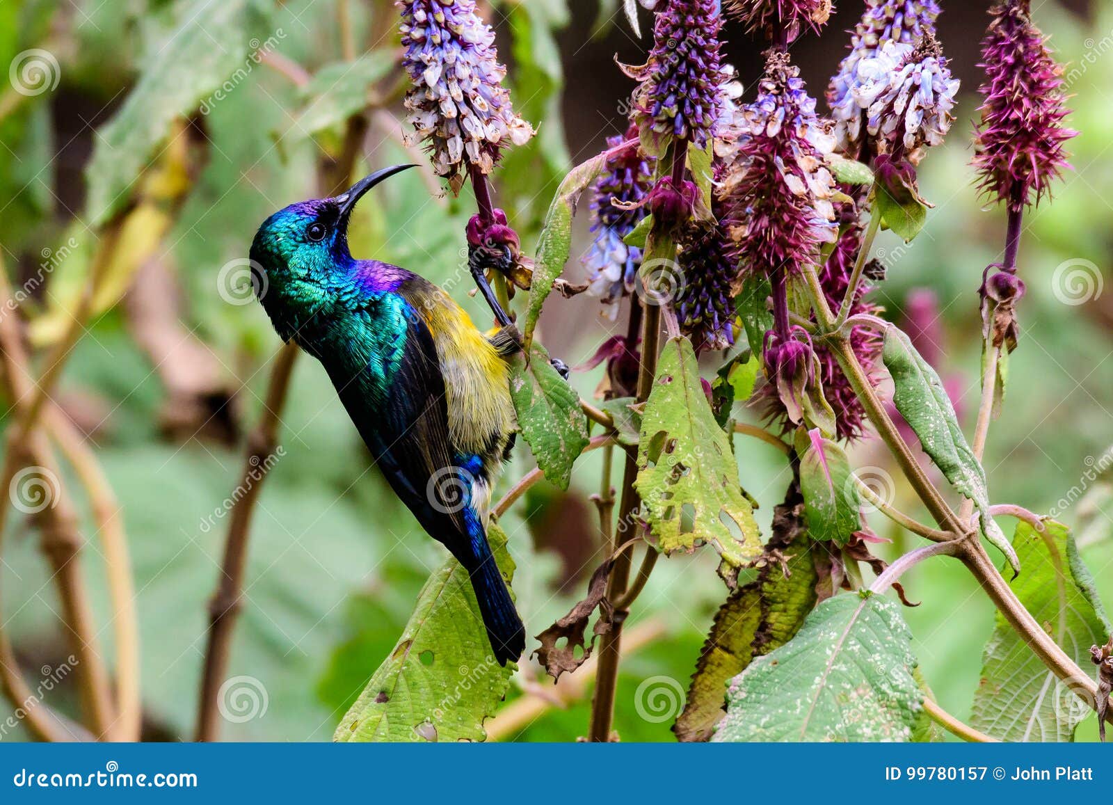 Variable sunbird in a bush stock image. Image of rwanda - 99780157