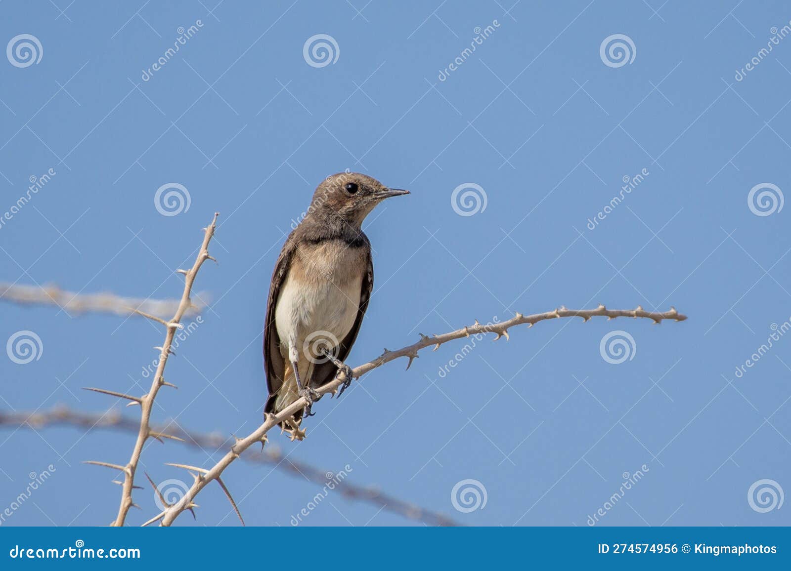 Variable Wheatear (Oenanthe Picata) in the Branches Stock Photo - Image ...