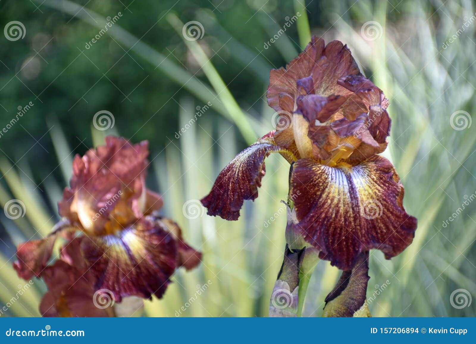 Variado Iris Gigante Rojo Y Amarillo Foto de archivo - Imagen de verde ...