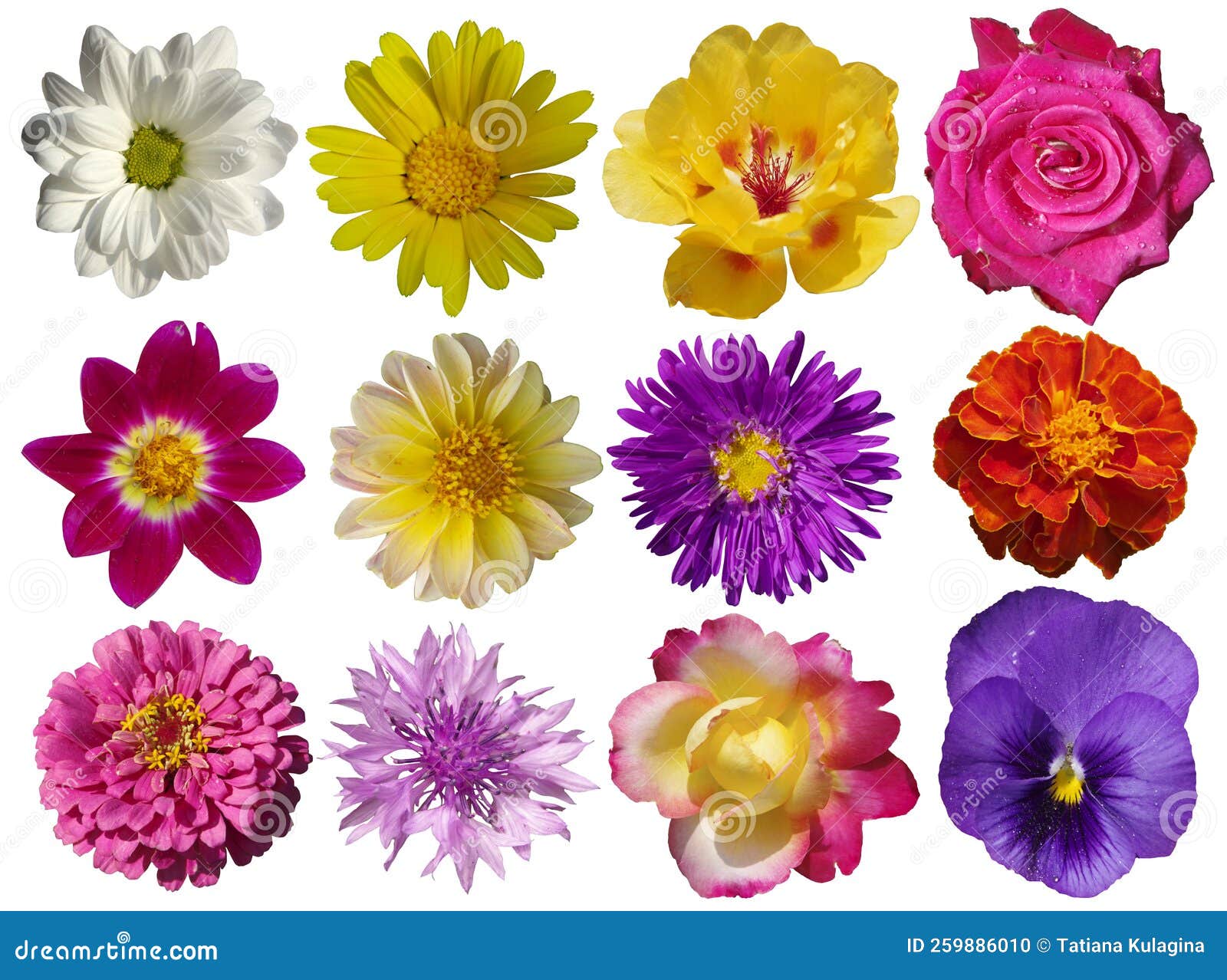 Varias Flores Aisladas De Fondo Blanco. Stock de ilustración ...