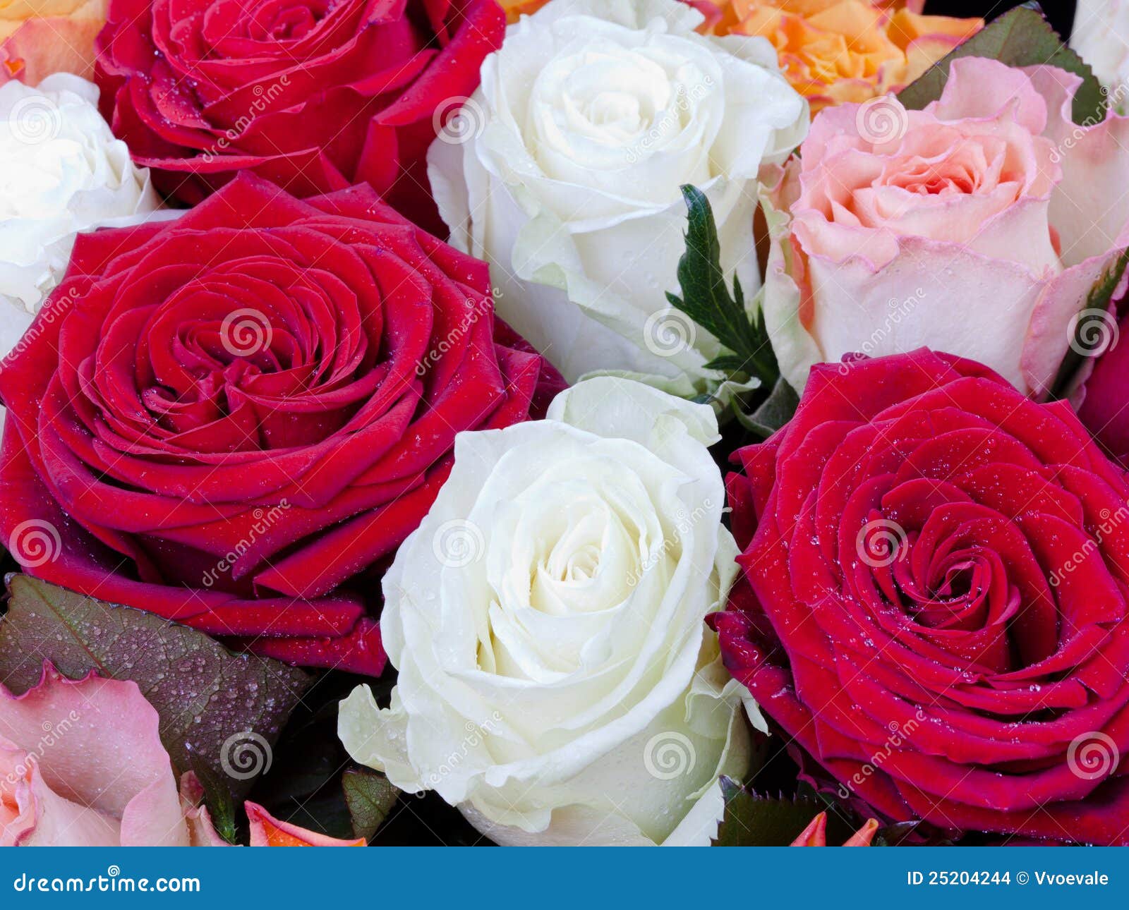 Varias rosas multicolores foto de archivo. Imagen de rojo - 25204244