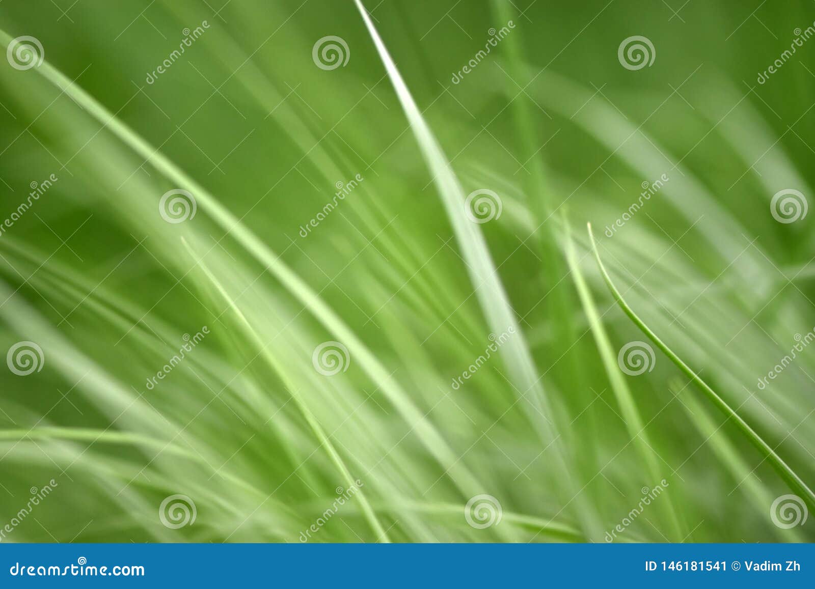 Variations of Photos with a Soft and Blurred Background of Green, Young ...
