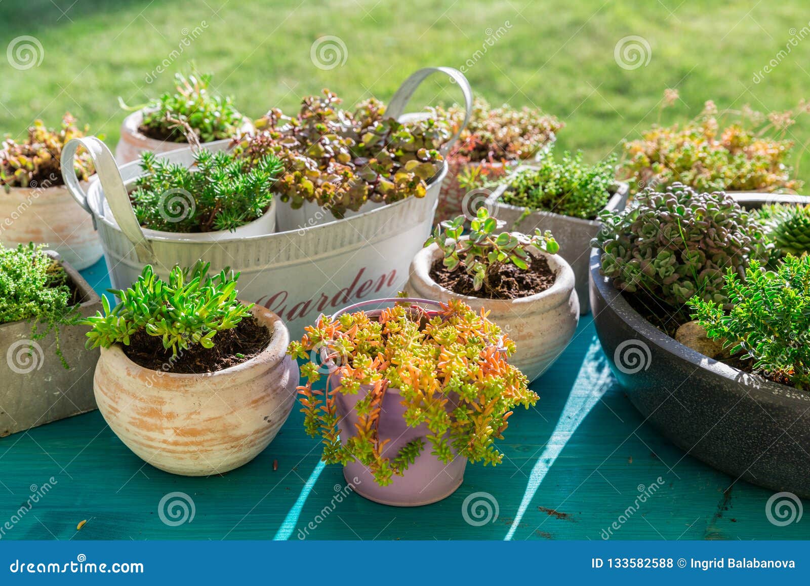 Variations of Succulent for Stone Garden Stock Photo - Image of desert ...