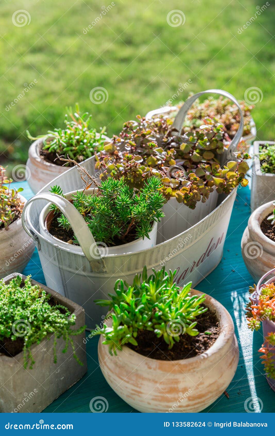 Variations of Succulent for Stone Garden Stock Photo - Image of garden ...