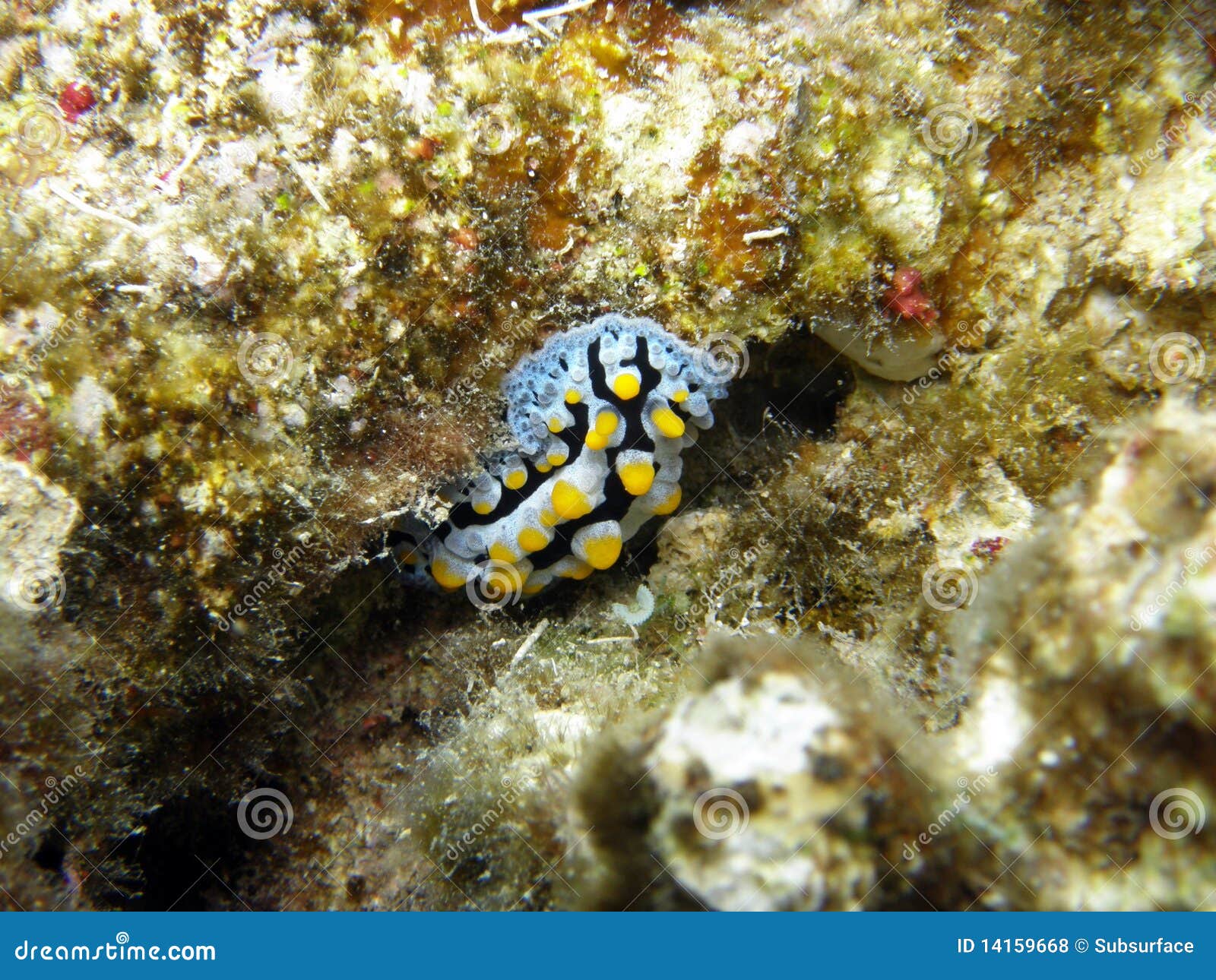Varicose Wart Slug (Phyllidia Varicosa) Stock Photo - Image of tourism ...