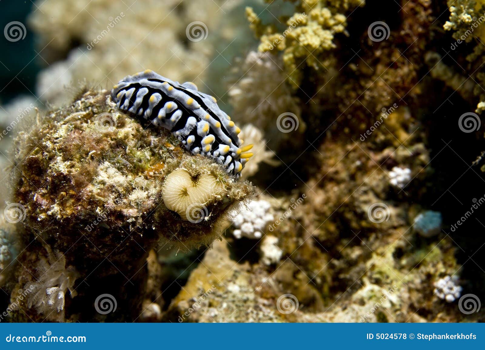 Varicose Wart Slug (phyllidia Varicosa) Picture. Image: 5024578