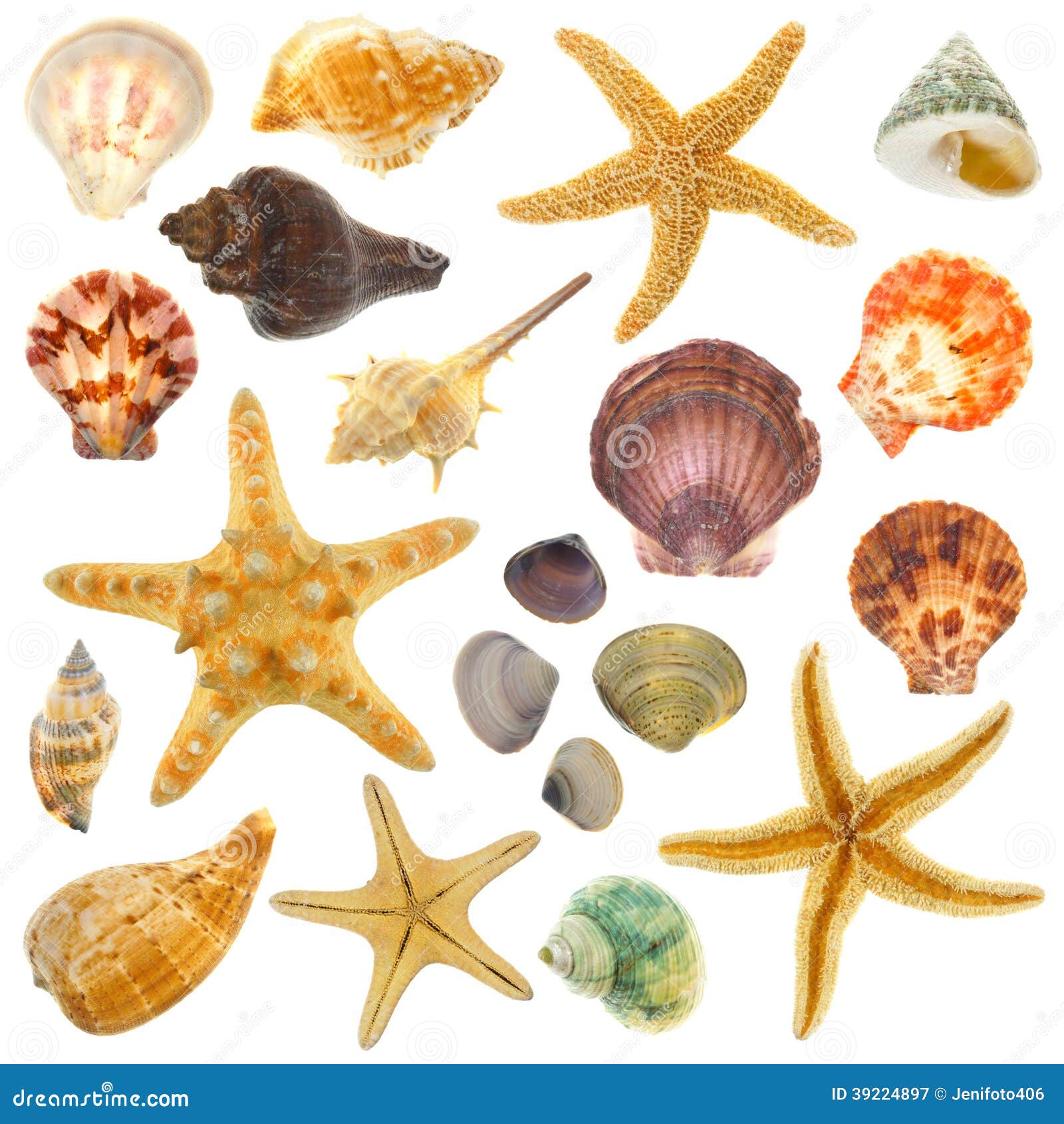2,977 Assortment Shells Stock Photos - Free & Royalty-Free Stock Photos ...