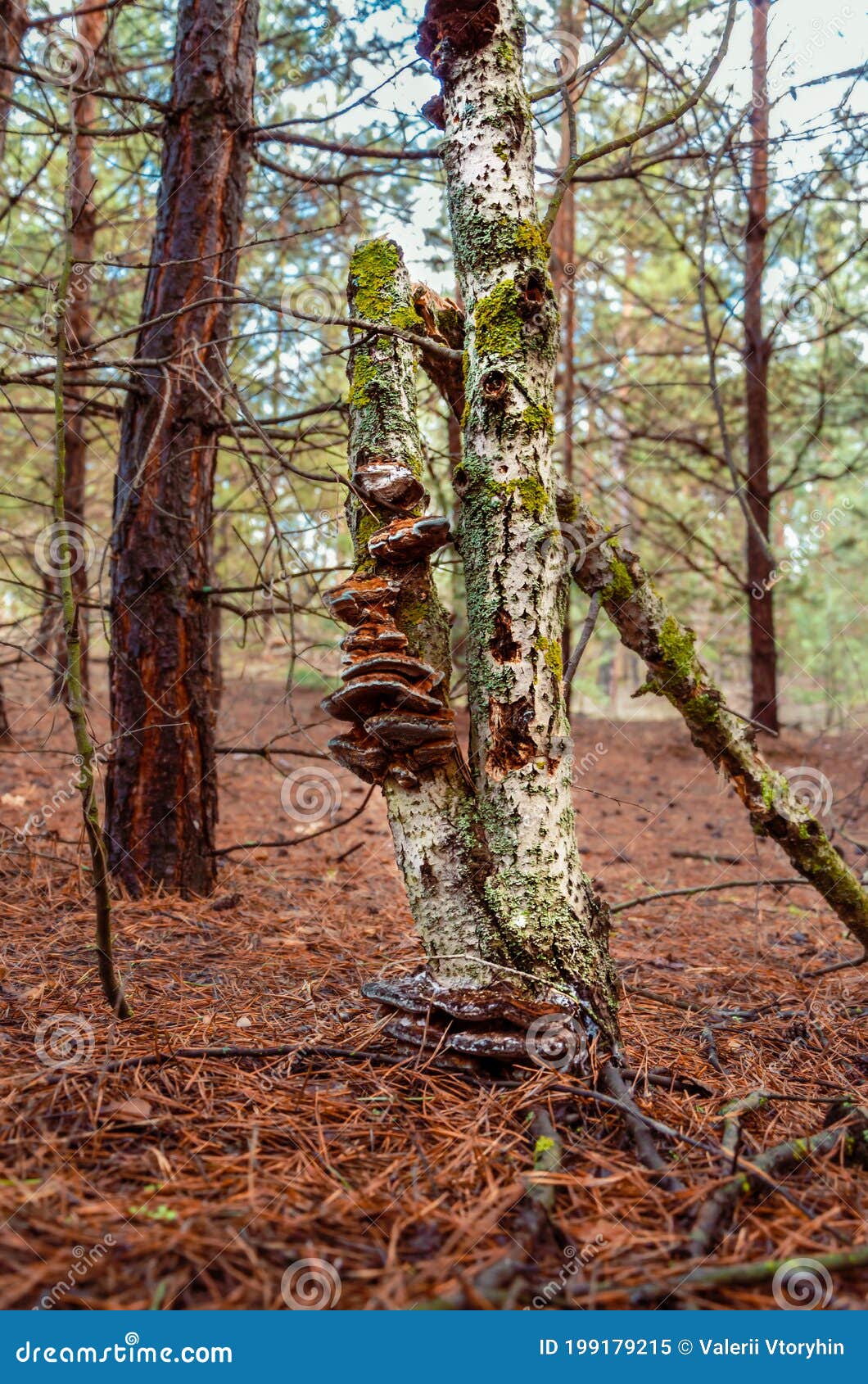 A Varied Landscape with Different and Interesting Objects and ...