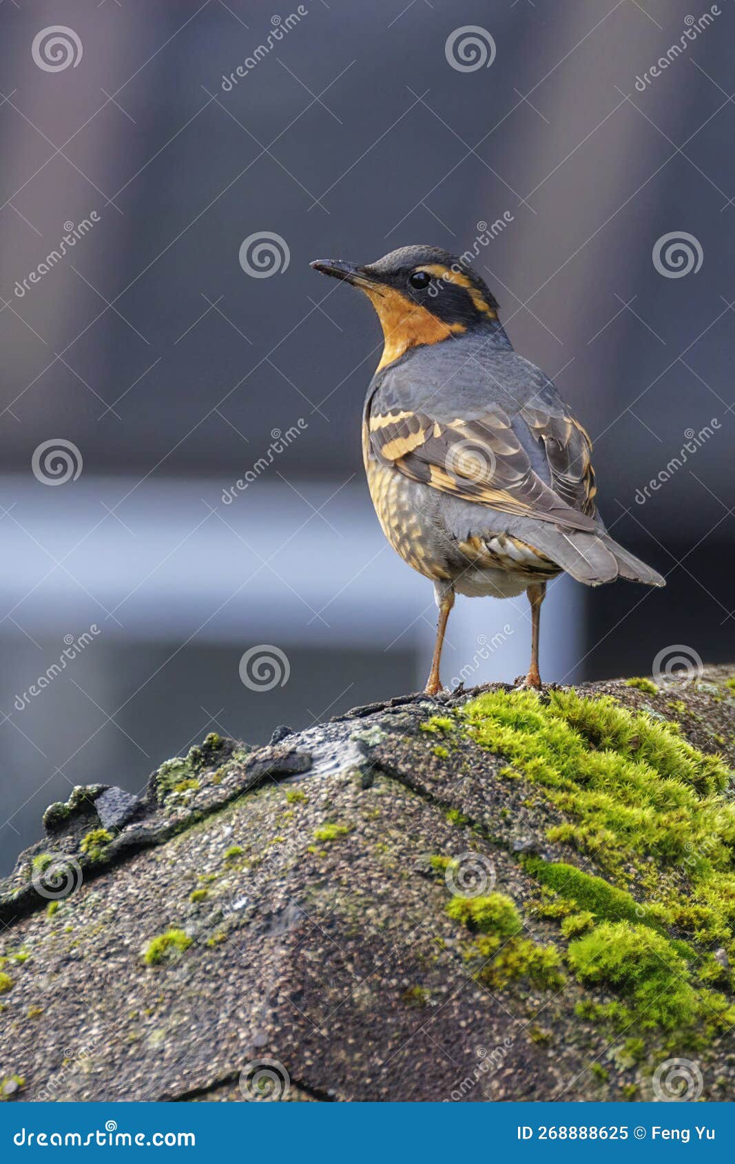 Varied Thrush bird stock image. Image of british, wildlife - 268888625