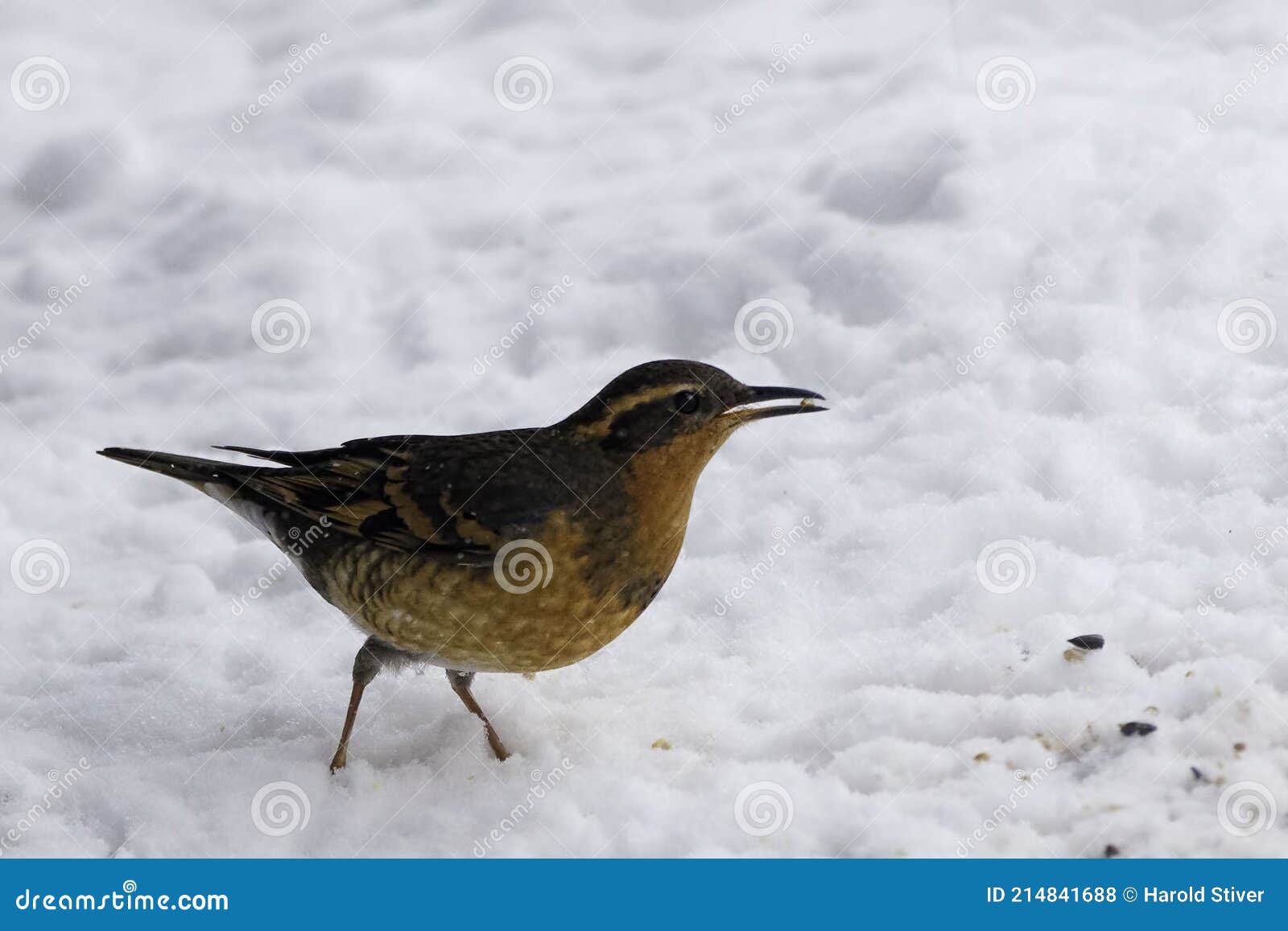 Varied Thrush, Ixoreus Naevius, Feeding in the Snow Stock Photo - Image ...