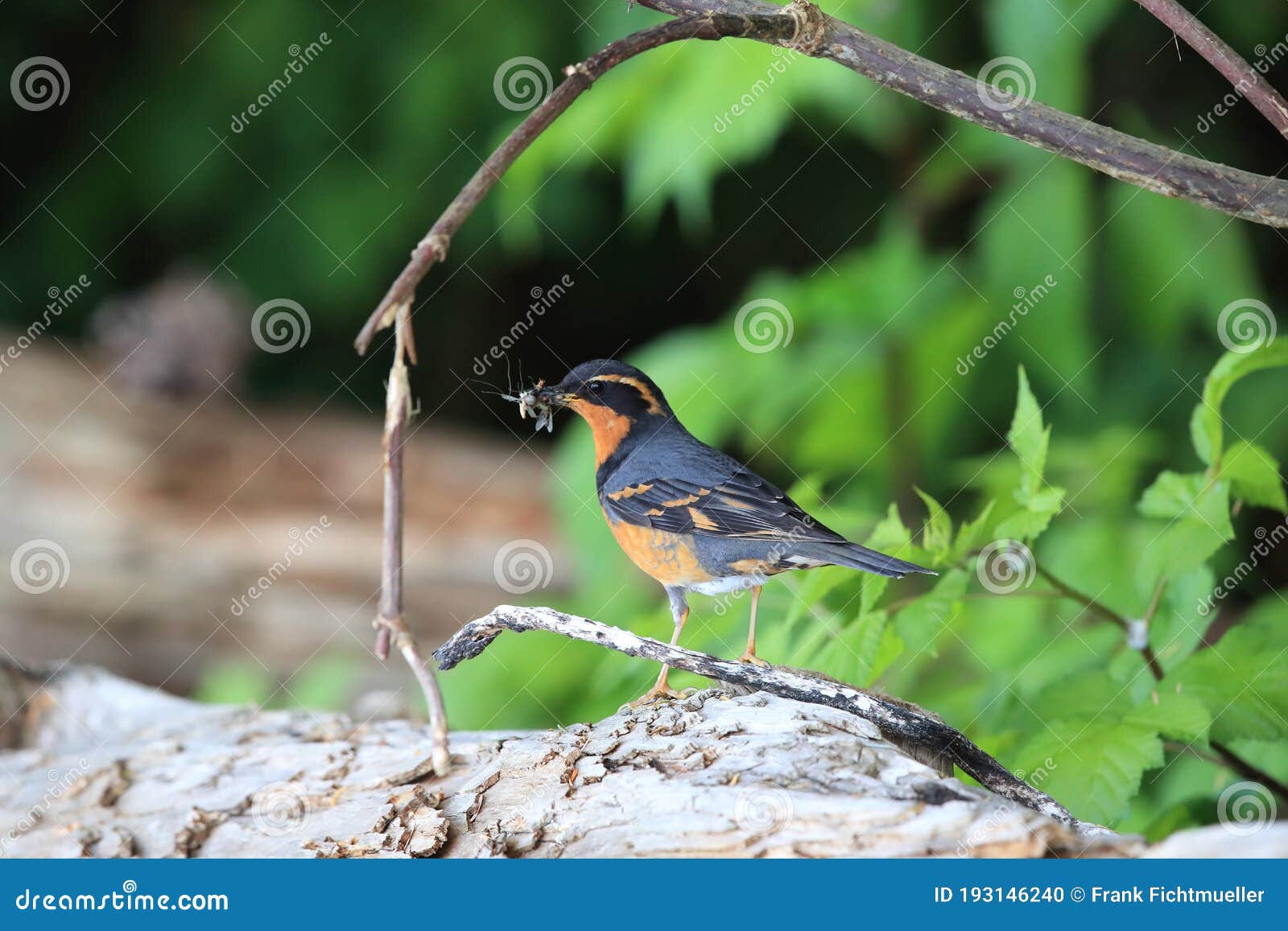 Varied Thrush (Ixoreus Naevius) Vancouver Island Canada Stock Photo ...