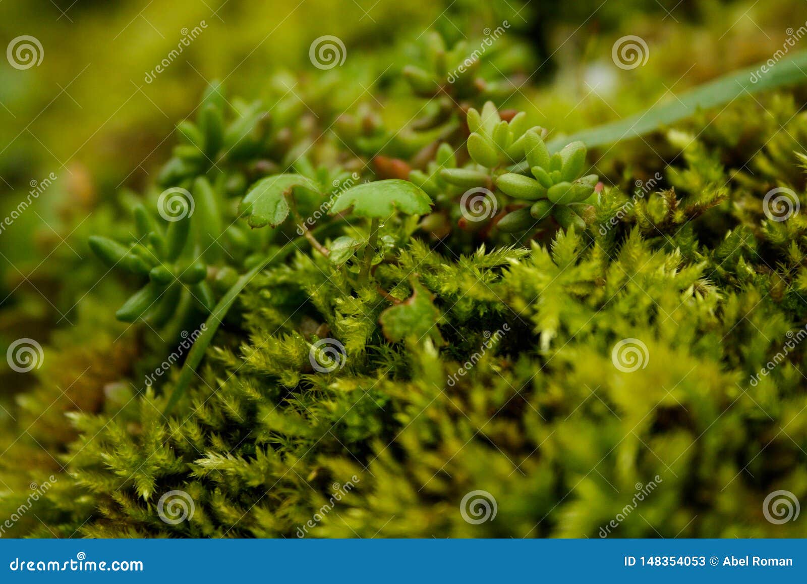 Varied Vegetation Growing on Trees with Different Shapes Stock Image ...